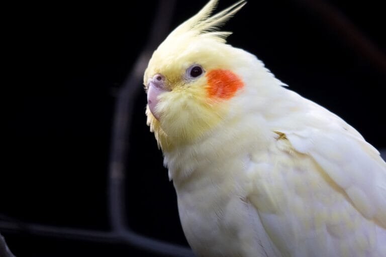 Calopsita: Tudo sobre esse charmoso pássaro - FIDEL PETS