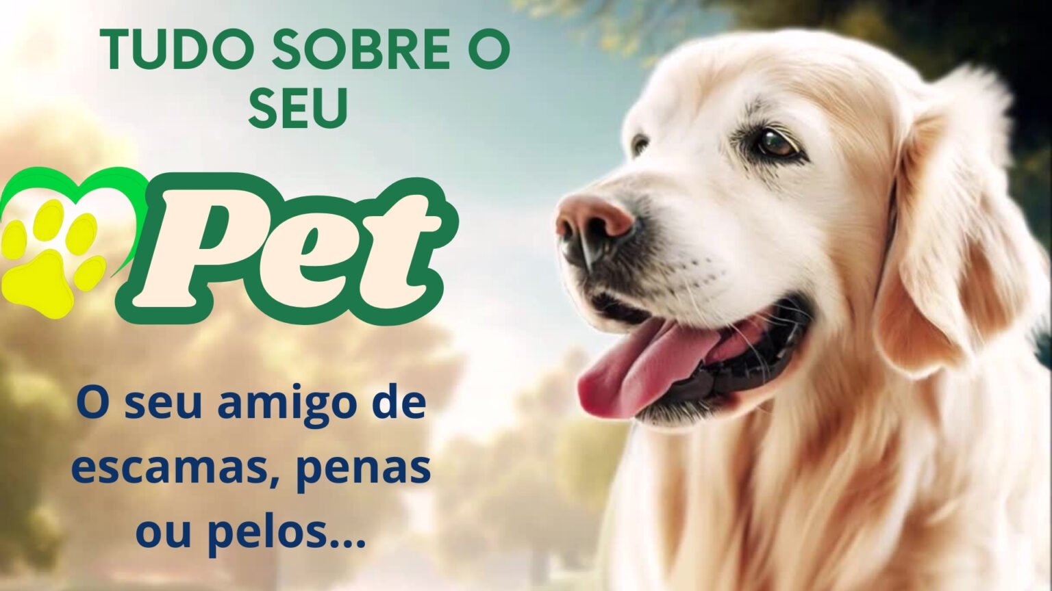 O cão maltês: raça pequena e cheia de charme - FIDEL PETS